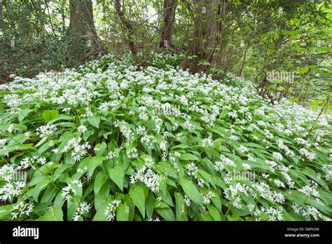 Masses Of Wild Garlic Plants In Full Bloom Flowering Beneath Canopy Of