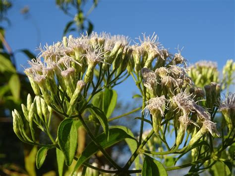 Querida Flores Verde Foto Gratuita No Pixabay Pixabay