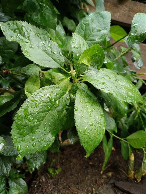 Plant On The Plot Stock Image Image Of Rain Lawn Food 267519951