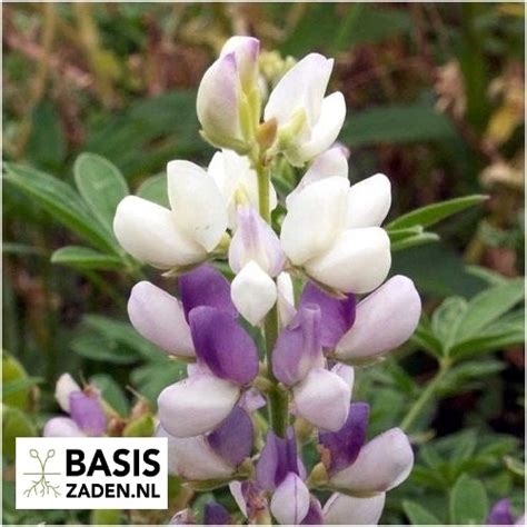 Lupine Pixie Delight Mix Basiszadennl