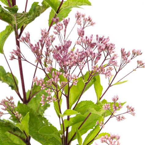 Sonnenscheinhut Euphoria Ruby Eupatorium Purpureum Euphoria Ruby Günstig Kaufen