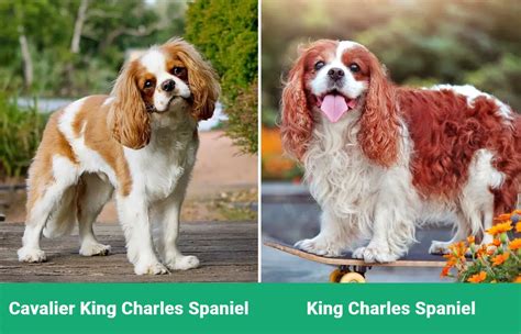 Cavalier King Charles Spaniel Vs King Charles Spaniel The Differences