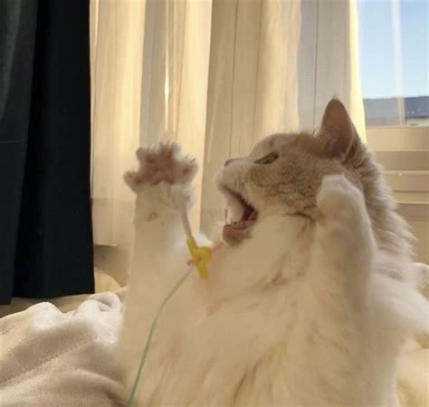 Pin af キューティー på 子猫 Nuttede dyr Dyr Skitse