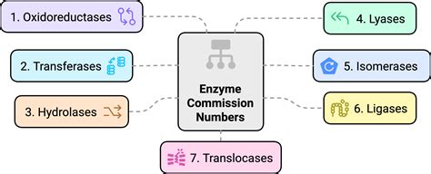 6 2 Enzyme Commission Number Biology Libretexts
