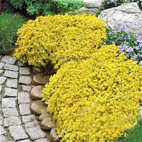 I Tested Elfin Creeping Thyme Seeds And Heres Why You Need Them In