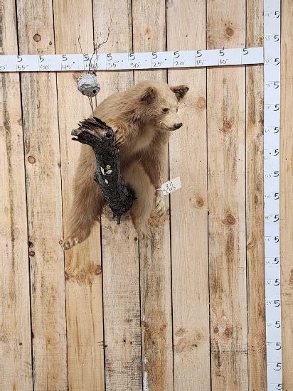 Blonde Phase Juvenile Black Bear Full Body Taxidermy Mount Online
