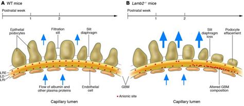 Glomerular Basement Membrane Layers