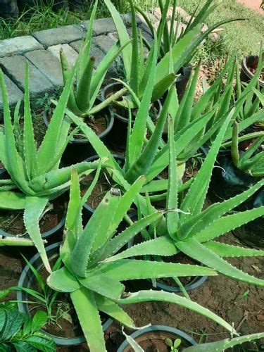 Treat Skin Problems Full Sun Exposure Aloe Vera Garden Plant For Acne Lichen Planus At Rs
