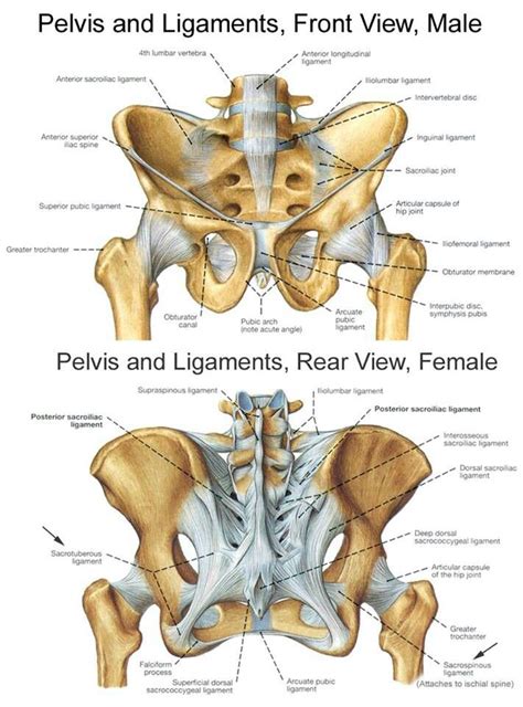 Pelvis Bones And The Ligaments Front On And Rear View Pelvis Anatomy