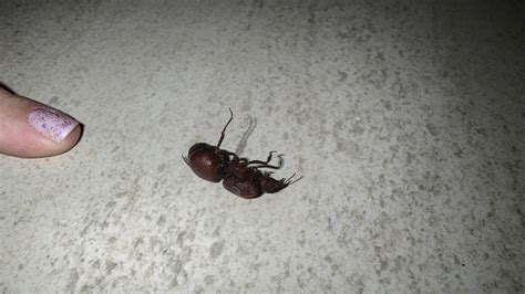 Ant Like Bug Rwhatsthisbug