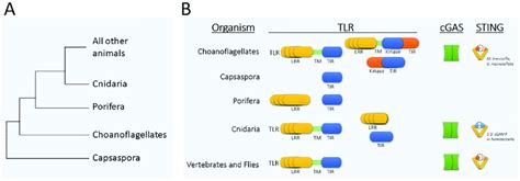 Tlr And Cgas Sting Signaling Molecules In Basal Organisms A General