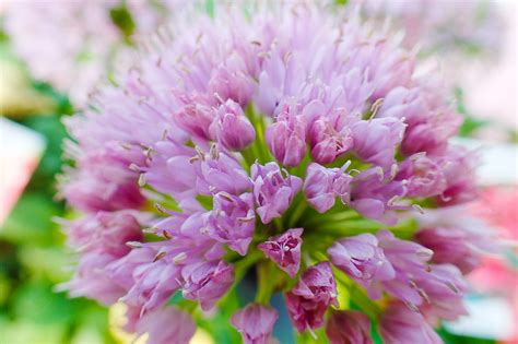 Allium Senescens Pink Planet Ornamental Allium