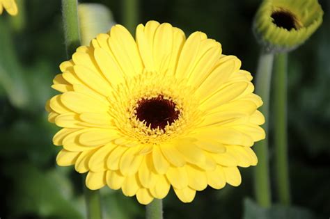 Gerbera 뉴 베 르 케 안 덴 덴에이 셀 네덜란드에 있는 온실에 돈 레오를 입력 0명에 대한 스톡 사진 및 기타 이미지
