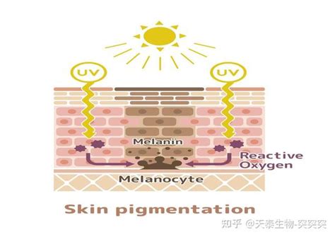 美容界新宠“n 乙酰 D 氨基葡萄糖” 知乎