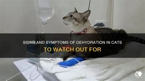 Signs And Symptoms Of Dehydration In Cats To Watch Out For Petshun