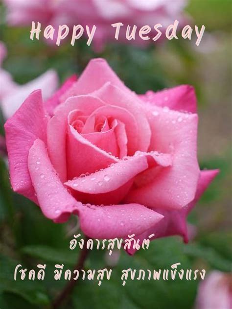 ปักพินโดย Kru Catzilla ใน สวัสดีตอนเช้า ดอกไม้สวย ดอกไม้ สวัสดีตอนเช้า