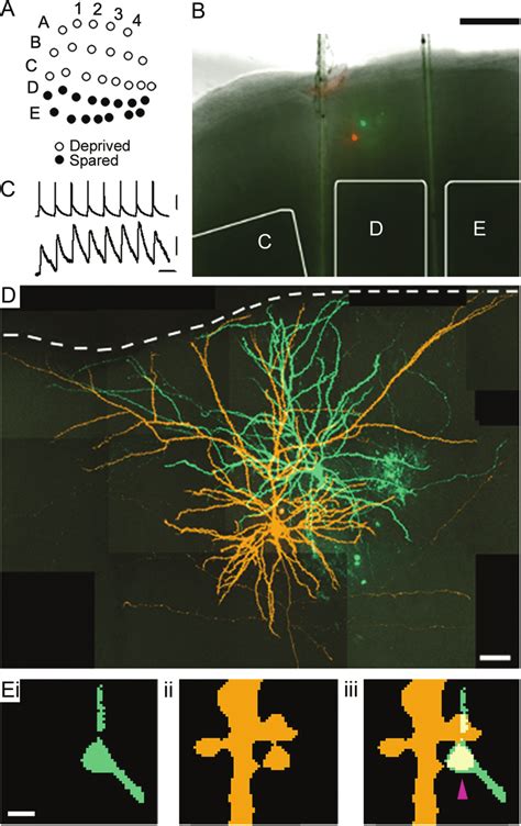 imaging putative synapses between l2 3 pyramidal neurons a whisker