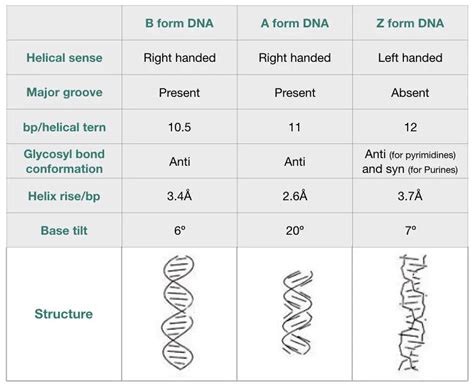 Different Forms Of Dna Definition Forms And Factors Influencing