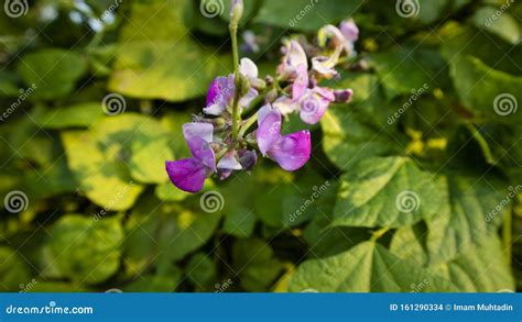 The Fabaceae Or Leguminosae Commonly Known As The Legume Pea Or Bean