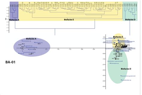 Dendrogram Of Samples By Q Mode Cluster Analysis And Correspondence