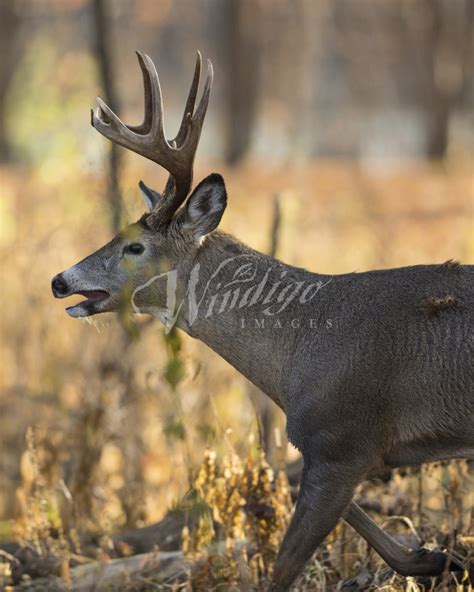 A RUTTING WILD WHITETAIL BUCK IN LATE AUTUMN Windigo Images Photography