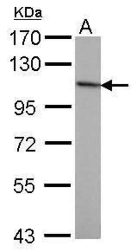 Nbs1 Monoclonal Antibody 1c3 Invitrogen™ 100 μl Unconjugated