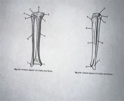 Anteriorand Lateral Tib Fib Diagram Quizlet