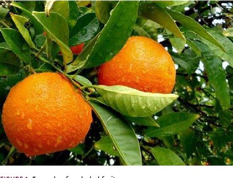 Figure 1 From Vision Based Size Estimation And Centroid Positioning Of Partially Occluded Fruits