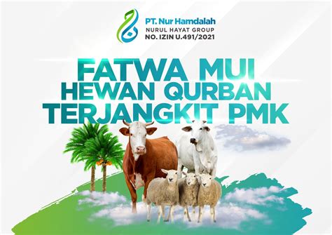 Fatwa MUI Hukum Hewan Kurban Terjangkit Wabah PMK