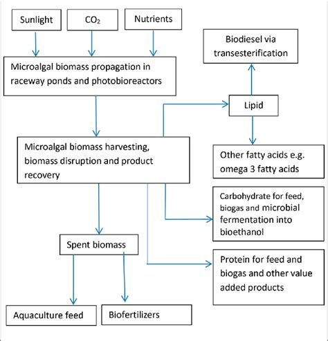 Figure 1 From Biotechnological Applications Of Microalgal Oleaginous