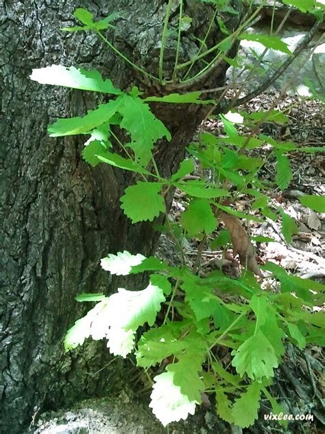 참나무 종류 별 정보 총정리 잎 열매 수피 떡갈나무상수리나무신갈나무졸참나무갈참나무대왕참나무도토리나무 Ver