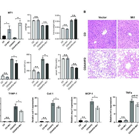 Decreased Expression Of Mt1 In Nash Mouse Model A Hande Staining Of