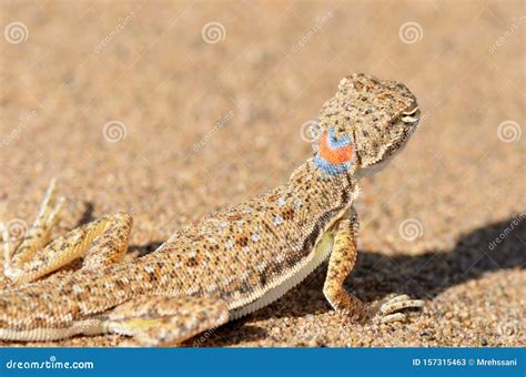 Phrynocephalus Ornatus Ornate Toad Agama Stock Image Image Of Macro