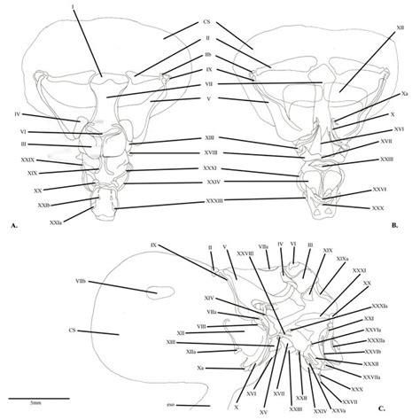 Dilocarcinus Pagei Stimpson 1861 Cardiac And Pyloric Chambers Of The