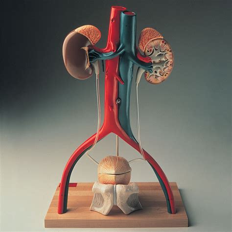Anatomical Urinary System Model Urinary System Models System Modelmodel
