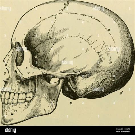Temporal Fossa And Infratemporal Fossa