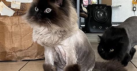 Bald Bald Bald Album On Imgur