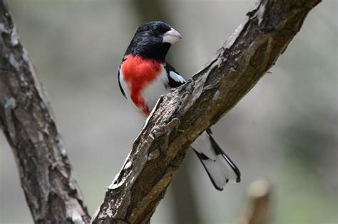Artificial Light Is Luring Birds To Cities And Sometimes To Their