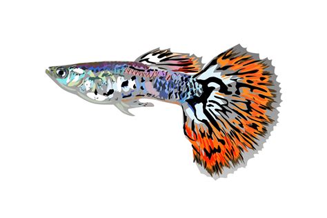 hermosa ilustración de peces guppy 18825336 PNG