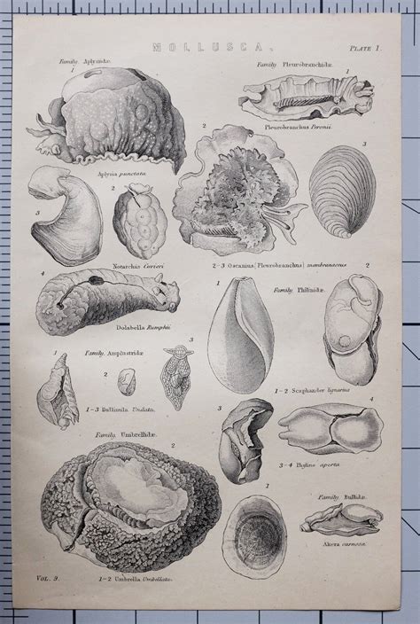 1868 Imprimé Mollusca Aplysia Notarchus Phyline Akera Carnosa eBay
