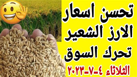 اسعار الاز الشعير اليوم سعر الارز الان ارتفاع سعر الارز الشعير للفلاح