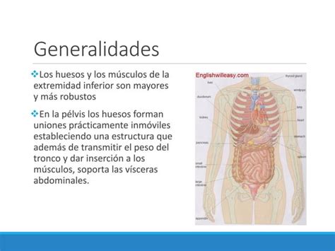 Generalidades De La Extremidad Inferior PPT