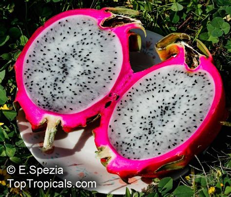 Hylocereus Sp Pitaya Pitahaya Dragon Fruit Strawberry Pear Artofit