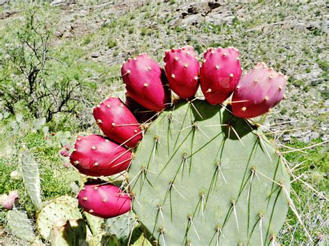 有成熟果实的刺梨仙人掌
