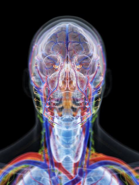 A Anatomia Da Cabeça E Do Pescoço Ilustração Stock Ilustração de