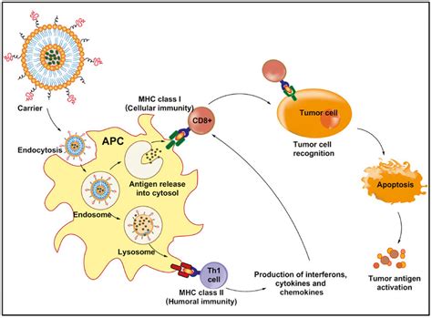 Schematic Representation Of Immunotherapy Mediated By Engineered