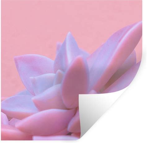Muurstickers Sticker Folie Vetplant Zomer Roze Planten X Cm Bol