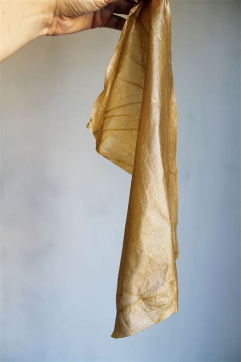 Bacterial Cellulose — Atelier Lvdw
