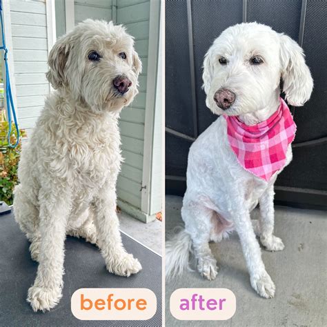 A Step By Step Guide To Grooming Cockapoo Faces