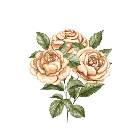 Watercolor Vintage Composition With Withered Flowers Roses Stock